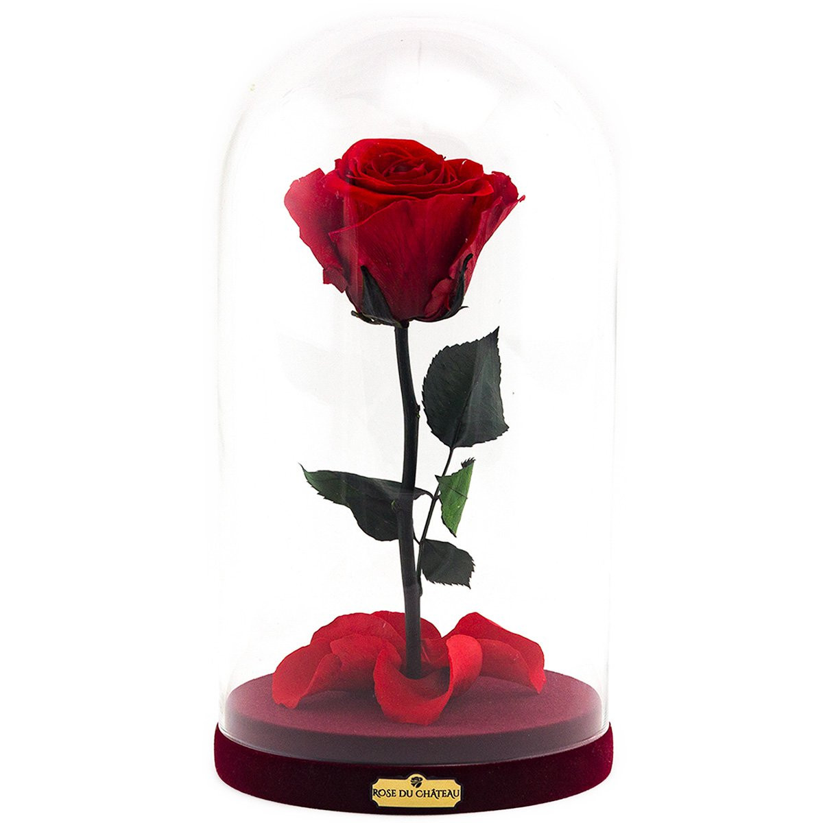 Beauty and the beast rose dome store